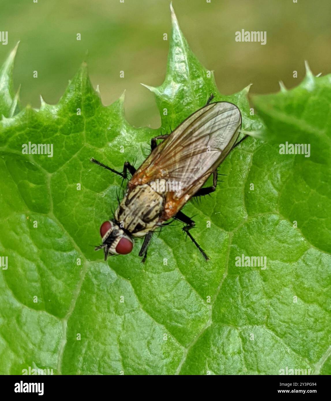 House Flies and Allies (Muscidae) Insecta Stock Photo - Alamy