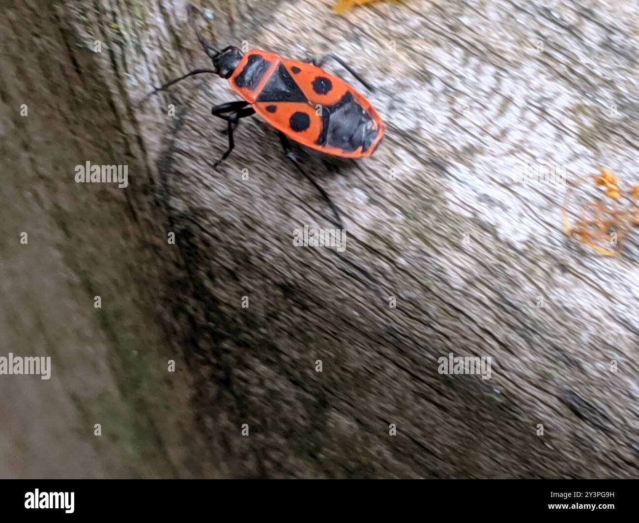 European Firebug (Pyrrhocoris apterus) Insecta Stock Photo - Alamy
