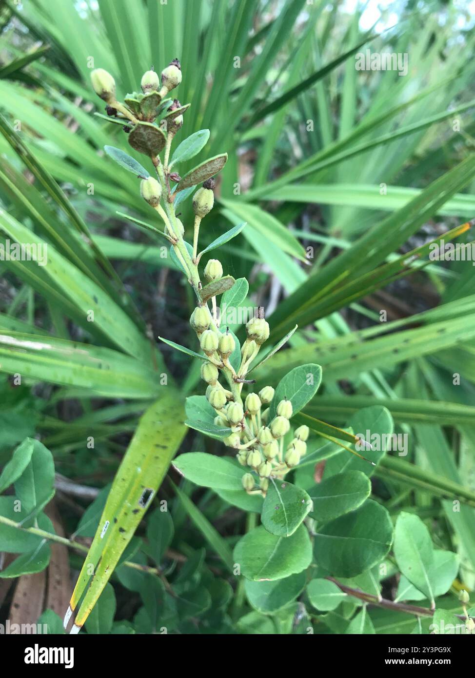 coastal plain staggerbush (Lyonia fruticosa) Plantae Stock Photo - Alamy
