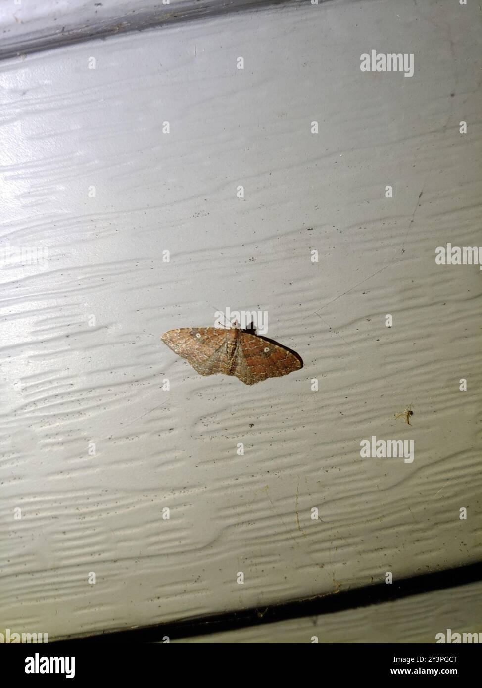 Gem Moth (Orthonama obstipata) Insecta Stock Photo - Alamy