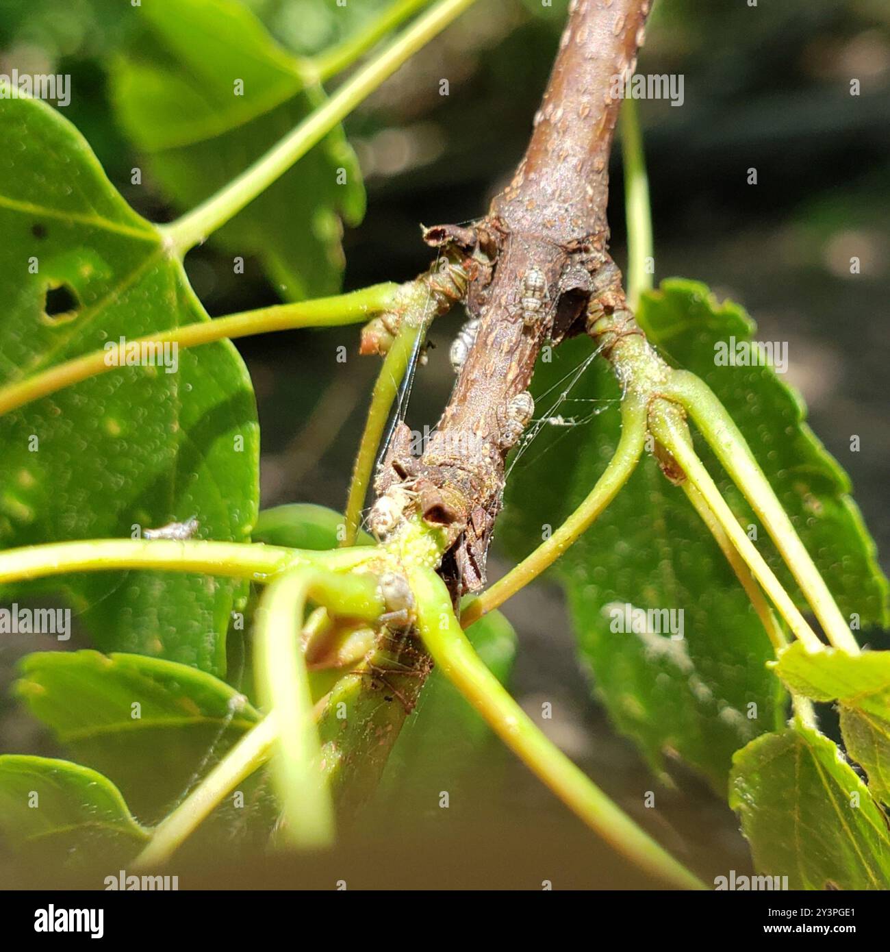 Barklice, Booklice, and Parasitic Lice (Psocodea) Insecta Stock Photo ...