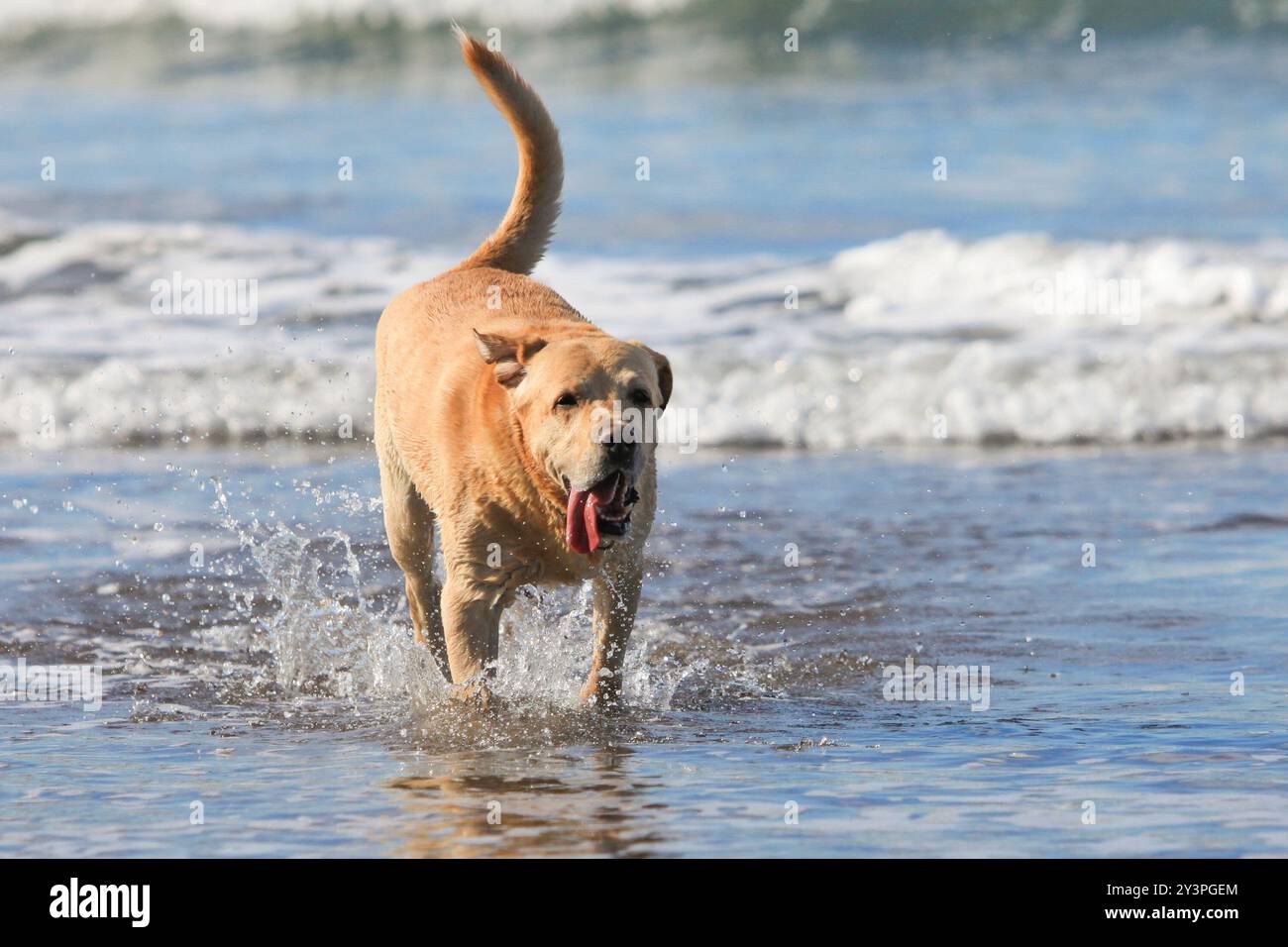 Overweight Labrador Retriever walking in ocean at the beach Stock Photo ...