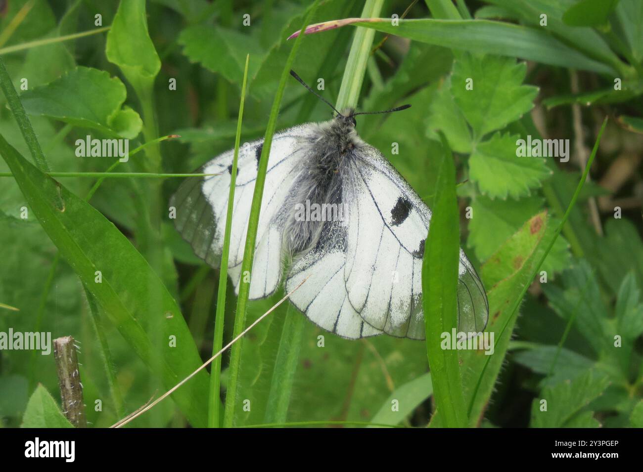 Clouded Apollo (Parnassius mnemosyne) Insecta Stock Photo - Alamy