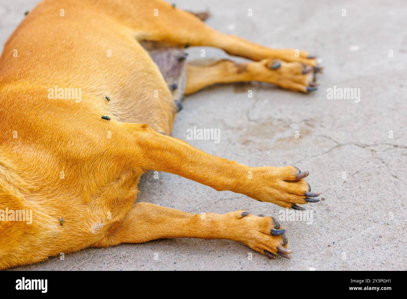 dead dog corpse on the ground with flies over Stock Photo - Alamy