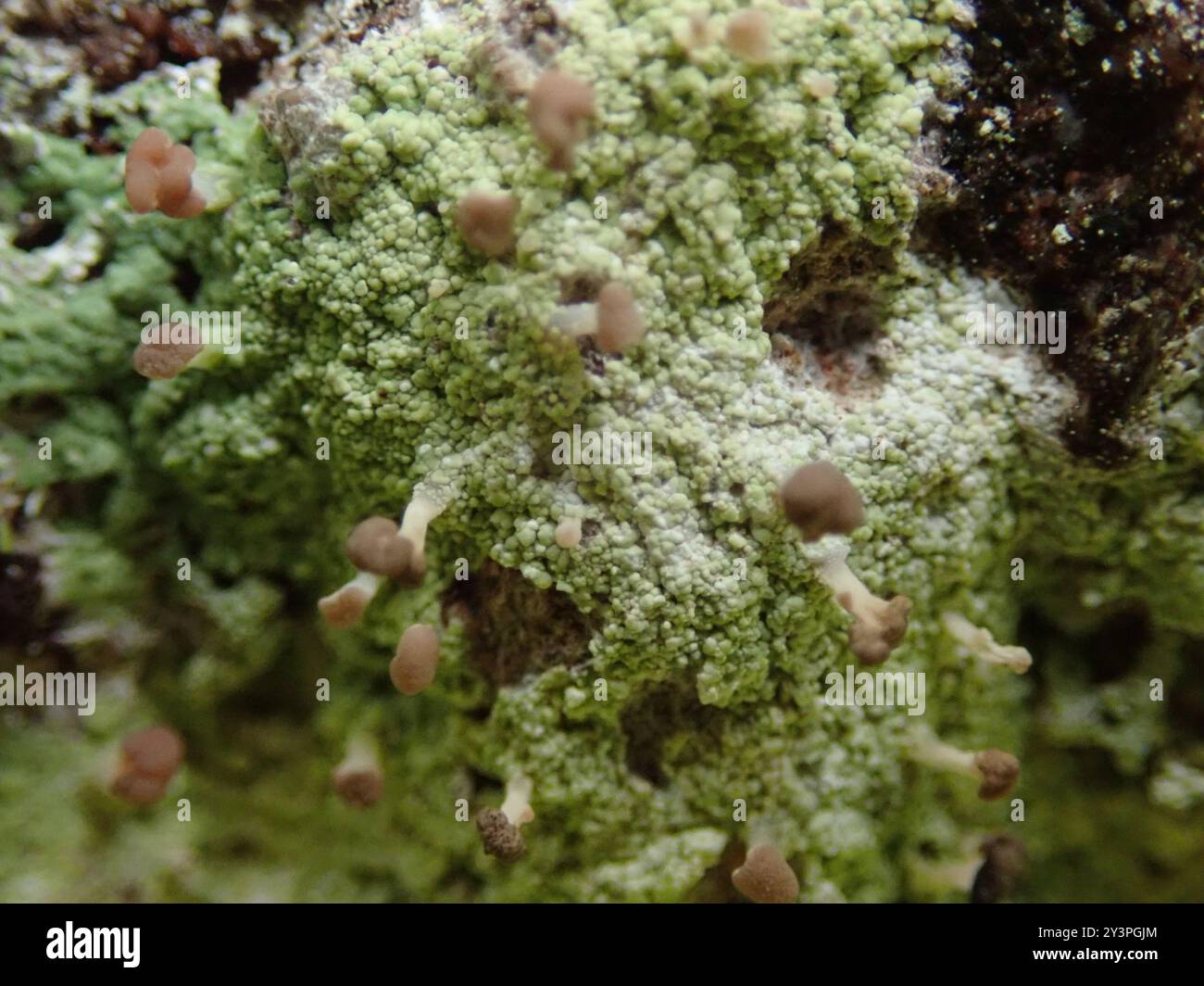 Brown Beret Lichen (Baeomyces rufus) Fungi Stock Photo - Alamy