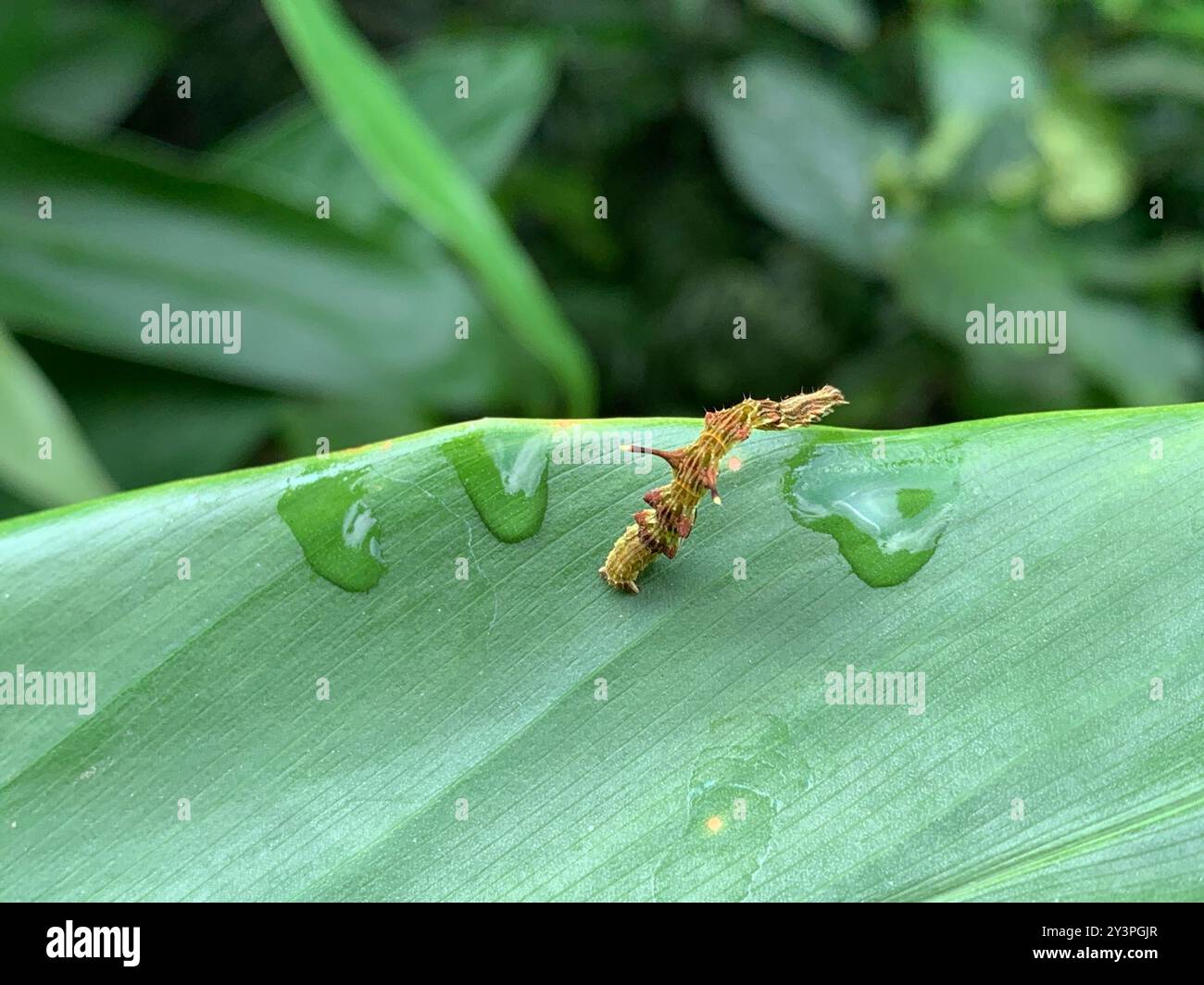 Cross-line Wave Moth (Traminda aventiaria) Insecta Stock Photo - Alamy