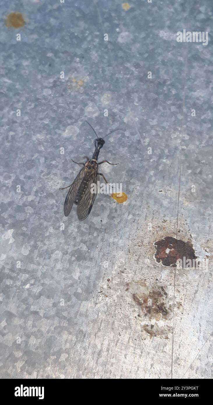 oak snakefly (Phaeostigma notata) Insecta Stock Photo - Alamy