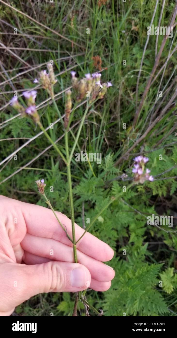 Brazilian Vervain (Verbena brasiliensis) Plantae Stock Photo - Alamy