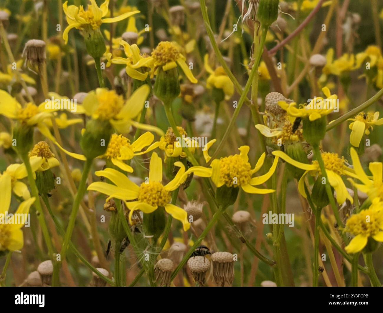 Eastern Groundsel (Senecio vernalis) Plantae Stock Photo - Alamy
