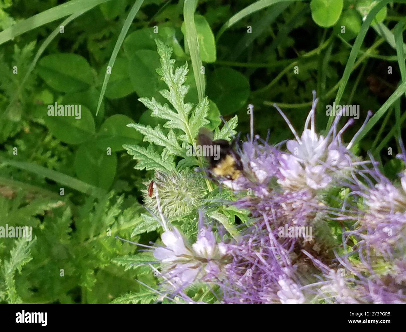 Yellow-faced Bumble Bee (Bombus vosnesenskii) Insecta Stock Photo - Alamy