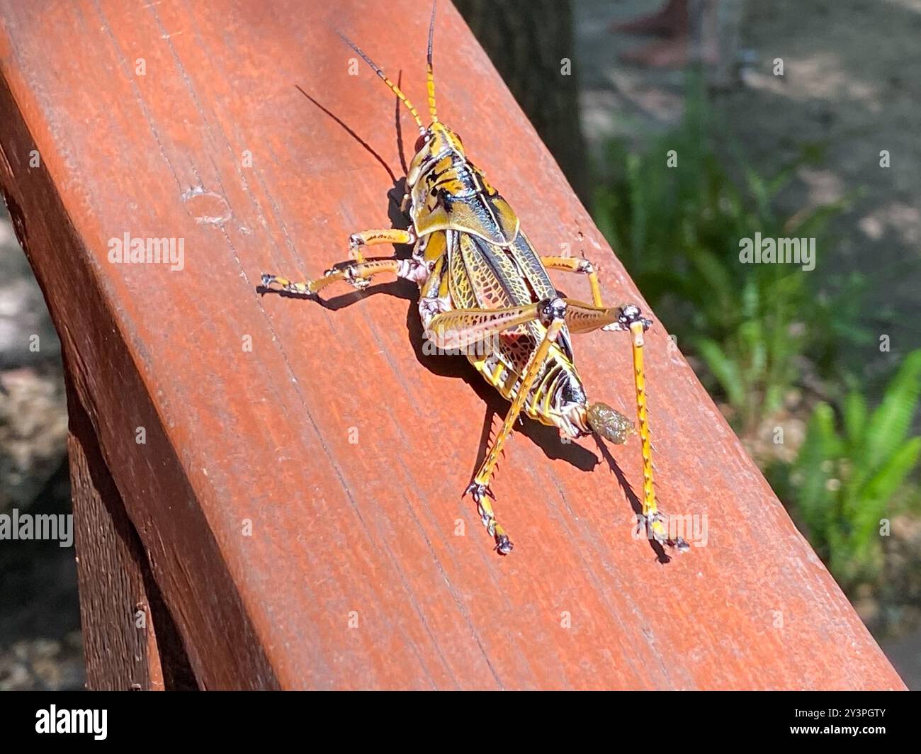 Eastern Lubber Grasshopper (Romalea microptera) Insecta Stock Photo - Alamy