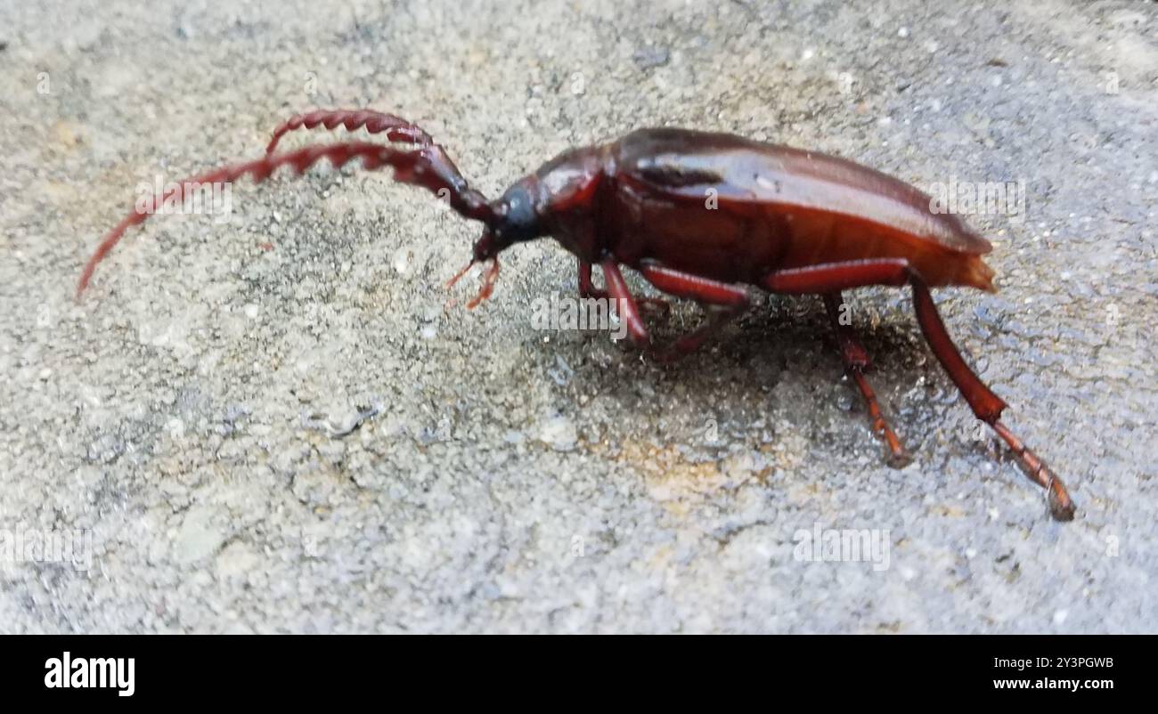 California Root Borer (Prionus californicus) Insecta Stock Photo - Alamy