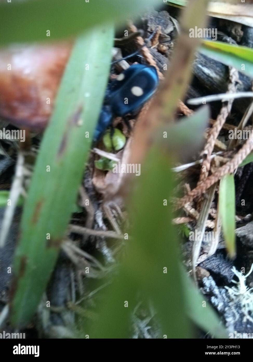 Central American Montane Tiger Beetle (Pseudoxycheila tarsalis) Insecta ...