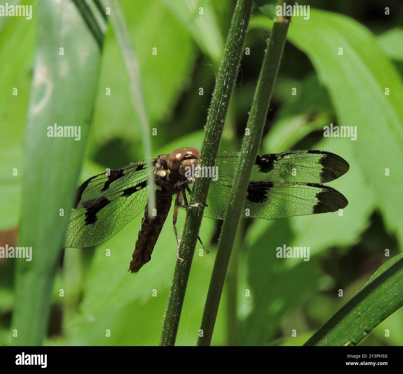 Common Whitetail (Plathemis lydia) Insecta Stock Photo - Alamy