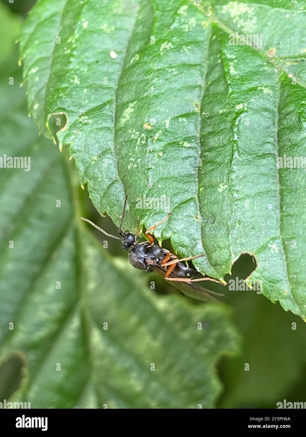 Wood, Mound, and Field Ants (Formica) Insecta Stock Photo - Alamy