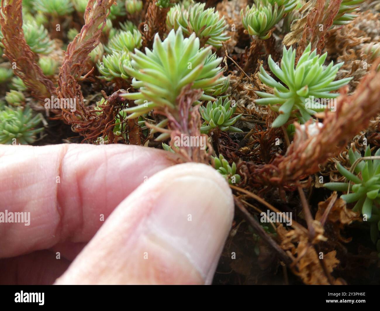 Rock Stonecrop (Petrosedum forsterianum) Plantae Stock Photo - Alamy
