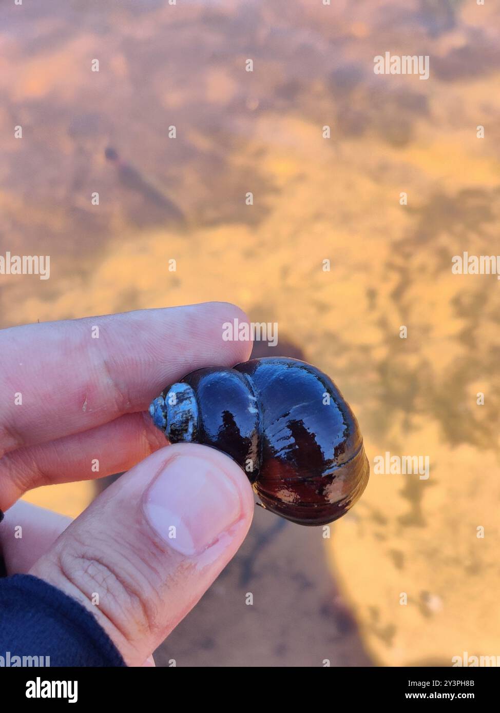 Common River-snail (Viviparus viviparus) Mollusca Stock Photo - Alamy