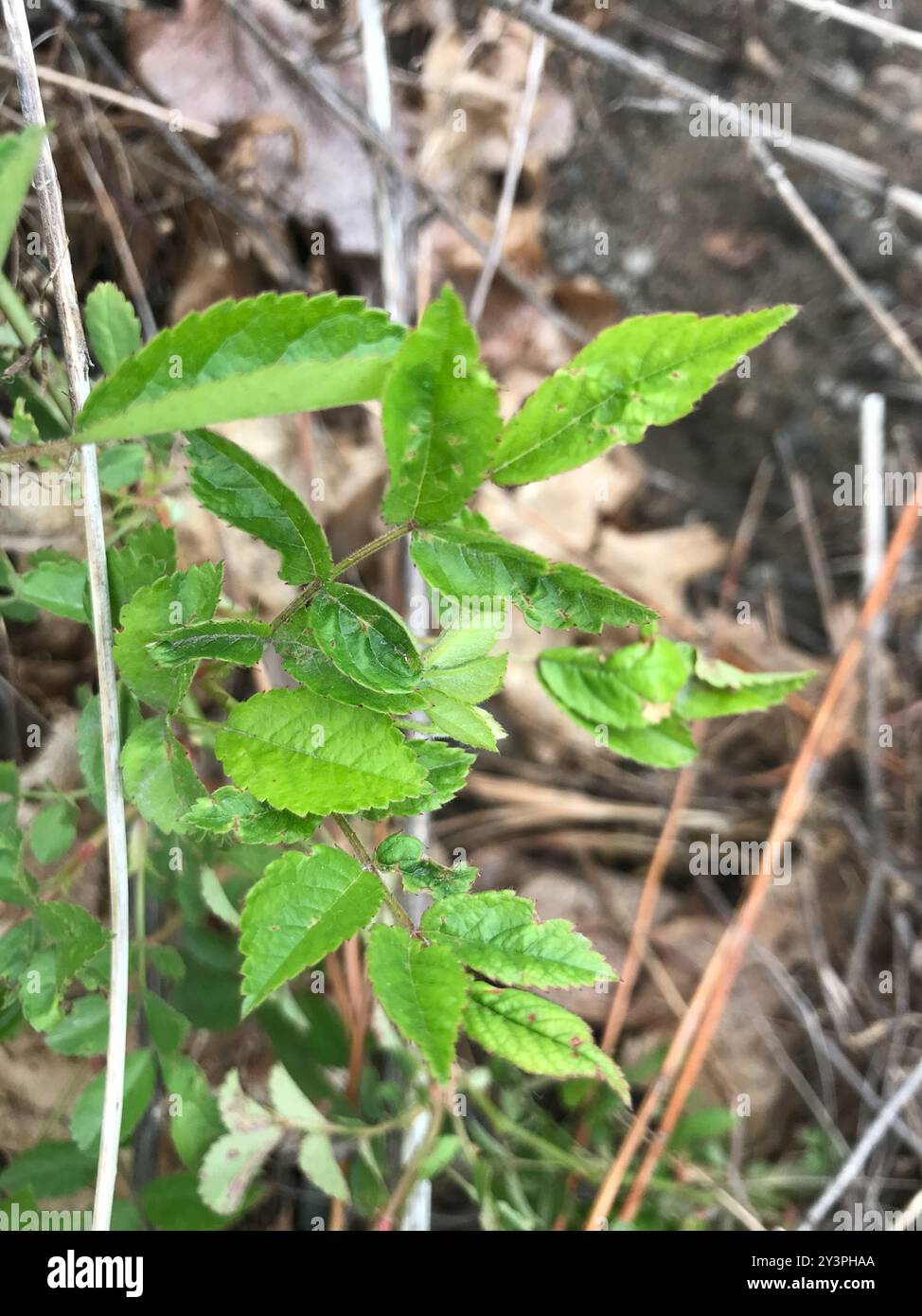 multiflora rose (Rosa multiflora) Plantae Stock Photo - Alamy