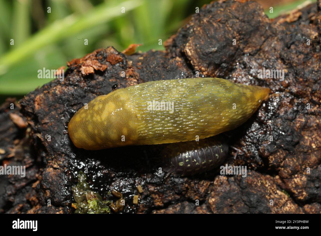 Green Cellar Slug (Limacus maculatus) Mollusca Stock Photo - Alamy