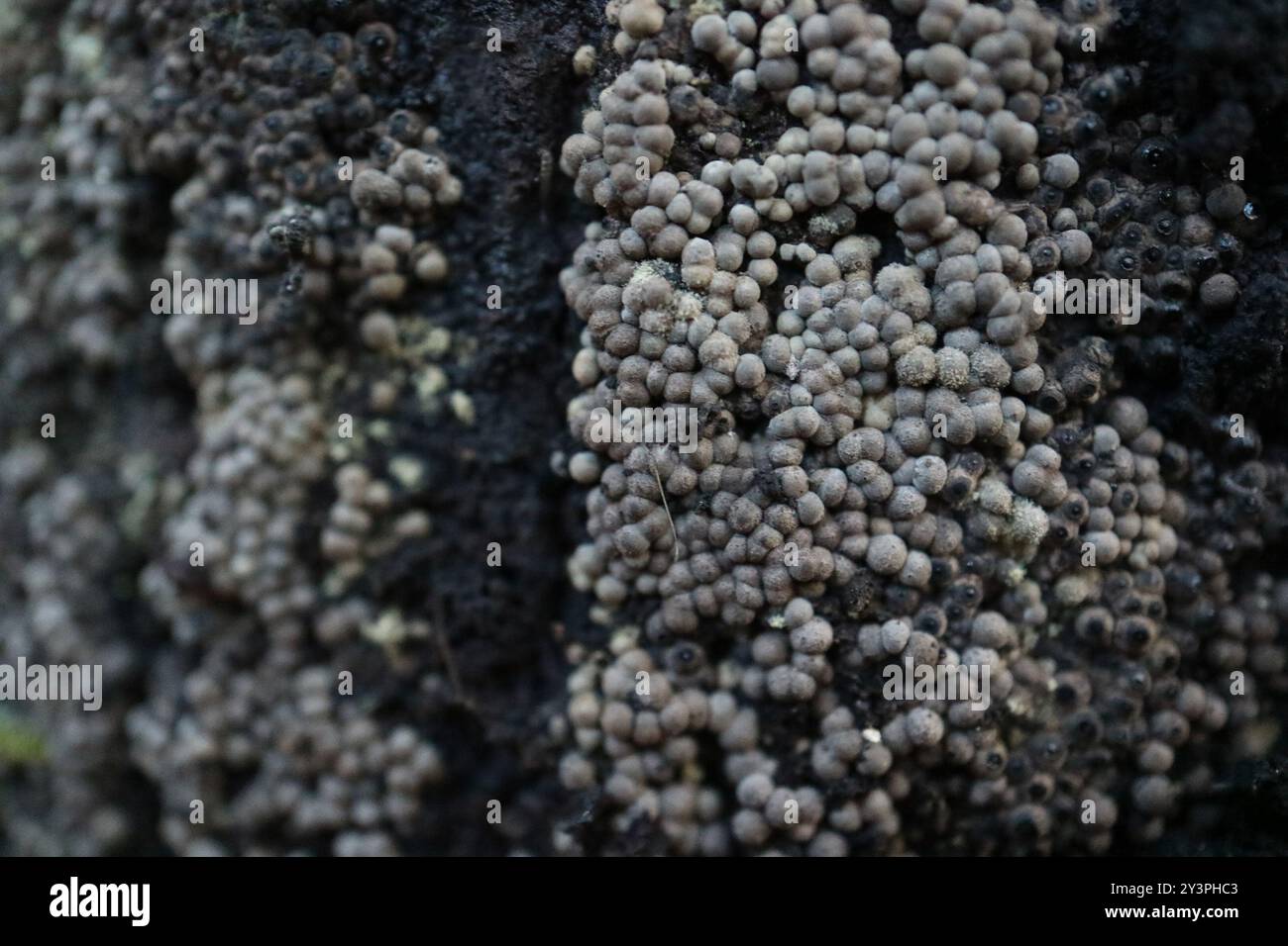 (Annulohypoxylon bovei) Fungi Stock Photo - Alamy