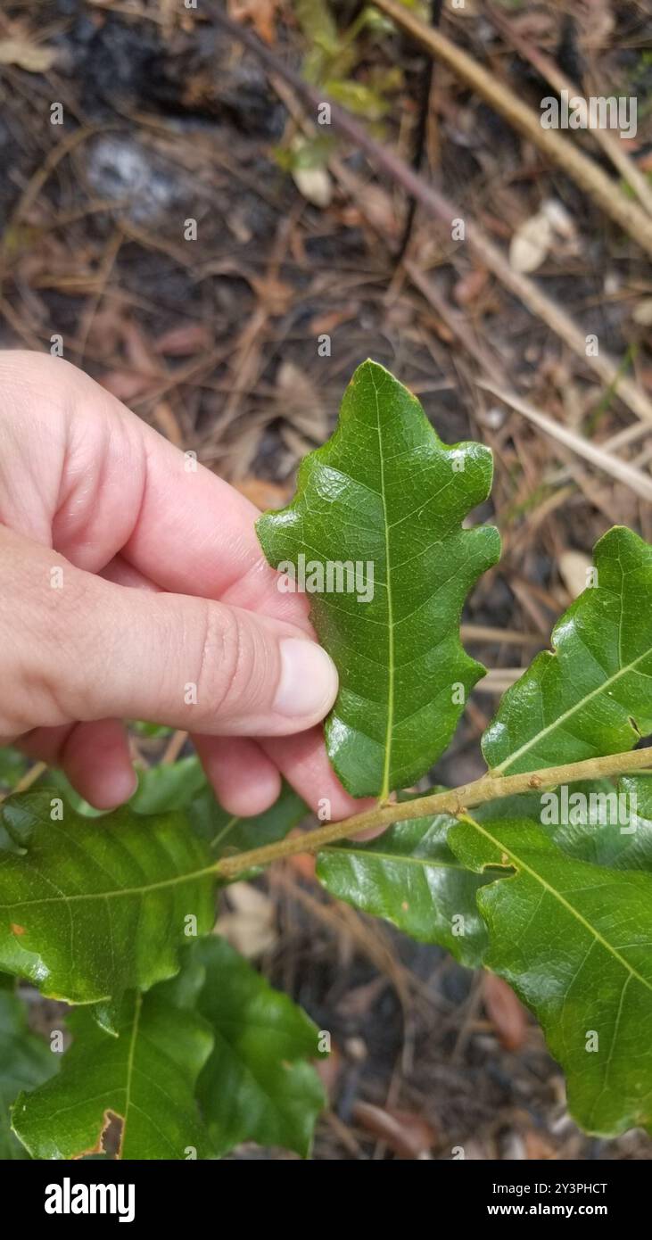 water oak (Quercus nigra) Plantae Stock Photo - Alamy