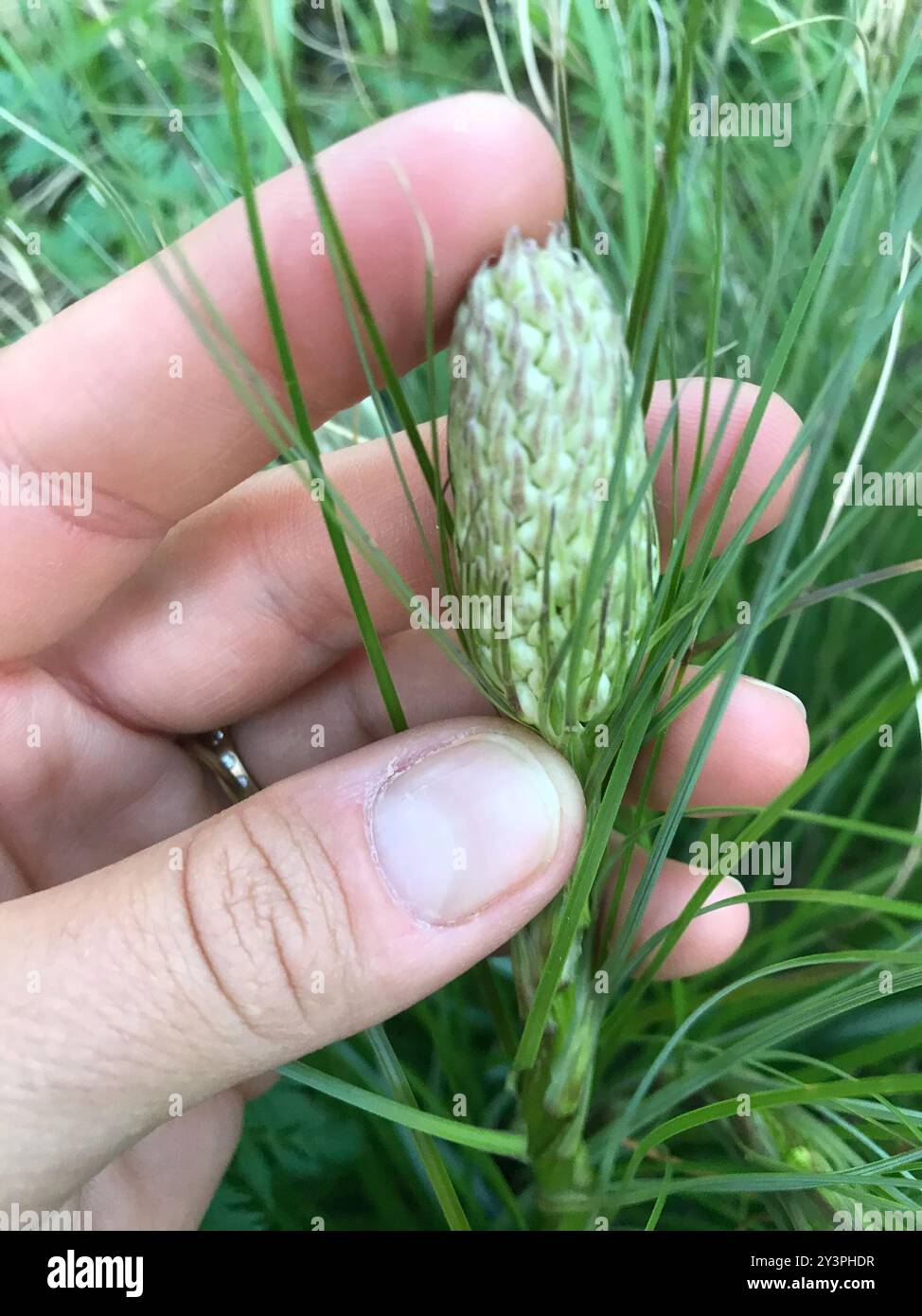 common beargrass (Xerophyllum tenax) Plantae Stock Photo - Alamy
