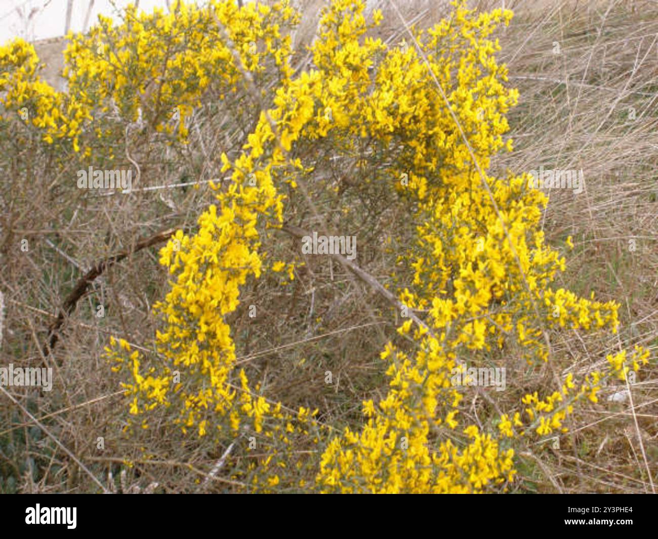 Scorpion Broom (Genista scorpius) Plantae Stock Photo - Alamy
