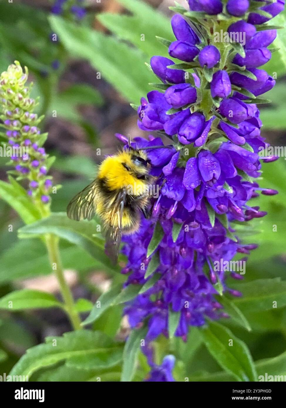 Early Bumble Bee (Bombus pratorum) Insecta Stock Photo - Alamy