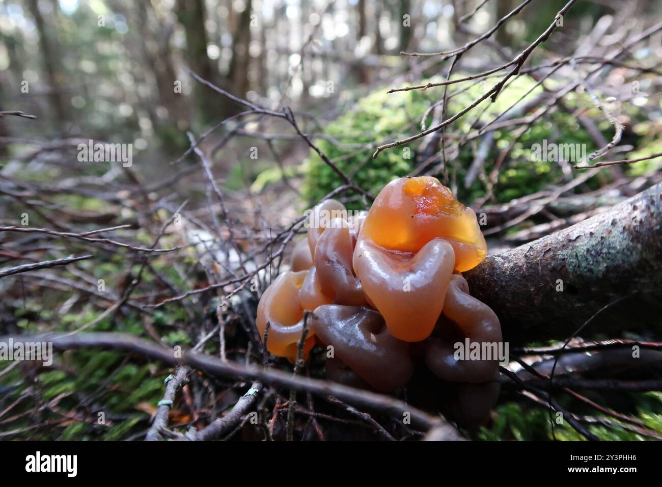 Brown Witch's Butter (Phaeotremella fimbriata) Fungi Stock Photo - Alamy
