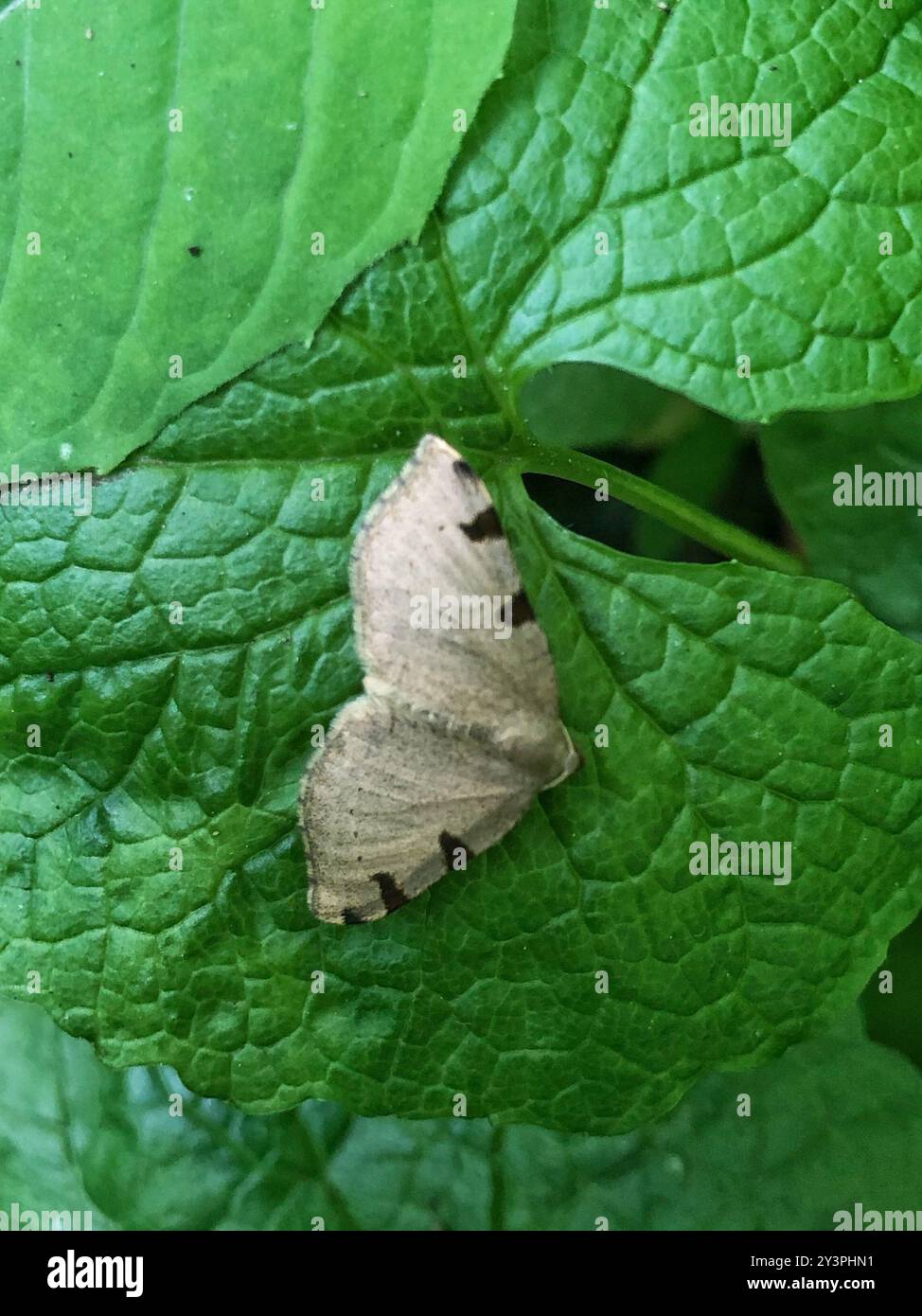 Three-spotted Fillip (Heterophleps triguttaria) Insecta Stock Photo - Alamy
