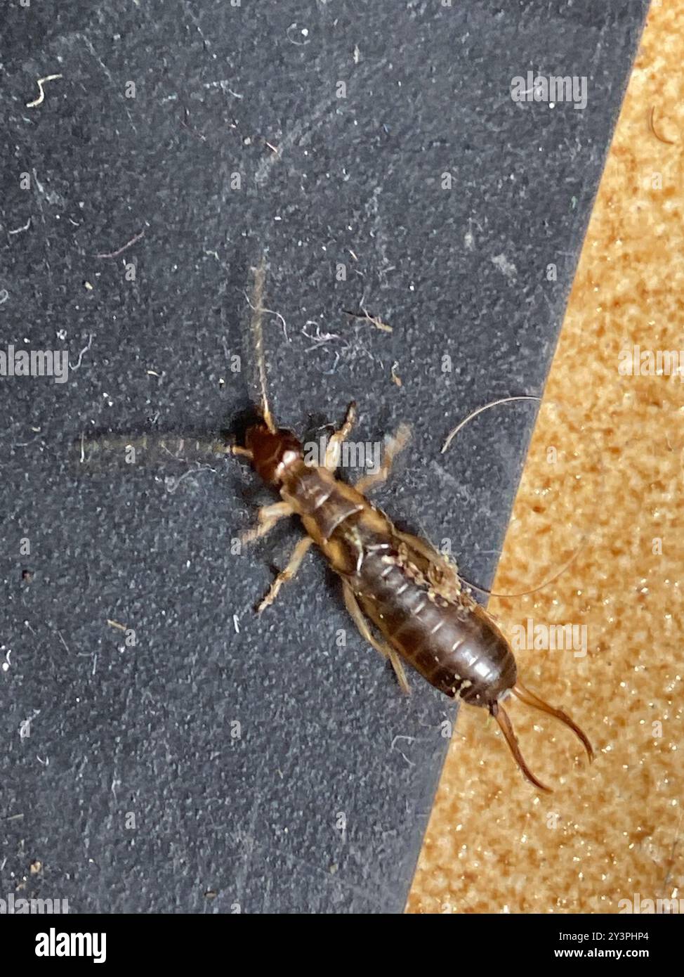 European Earwig Complex (Forficula auricularia) Insecta Stock Photo - Alamy