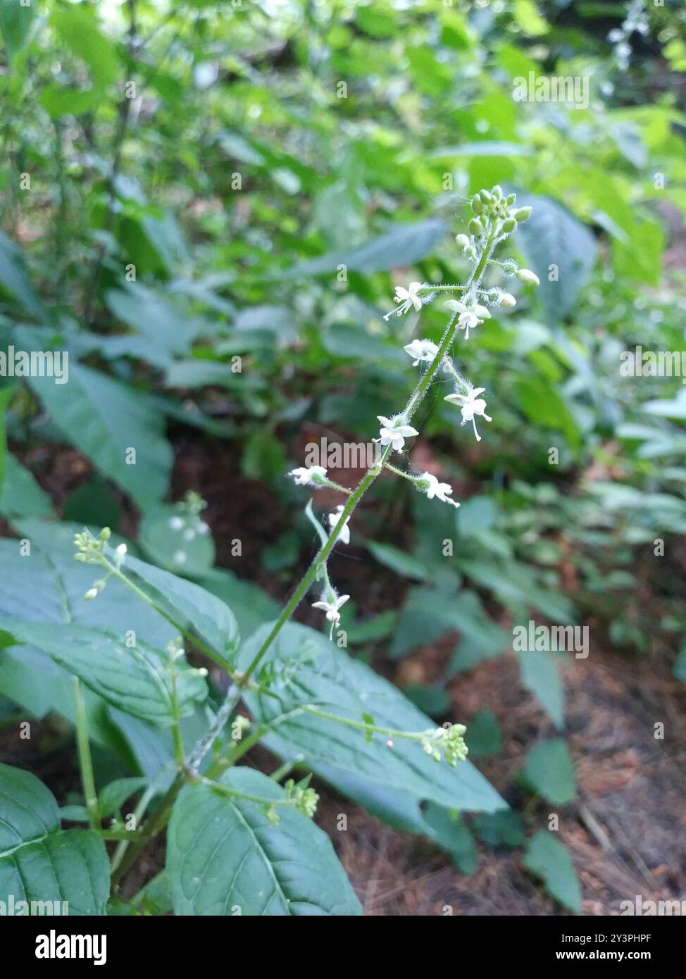 broadleaf enchanter's nightshade (Circaea canadensis) Plantae Stock ...