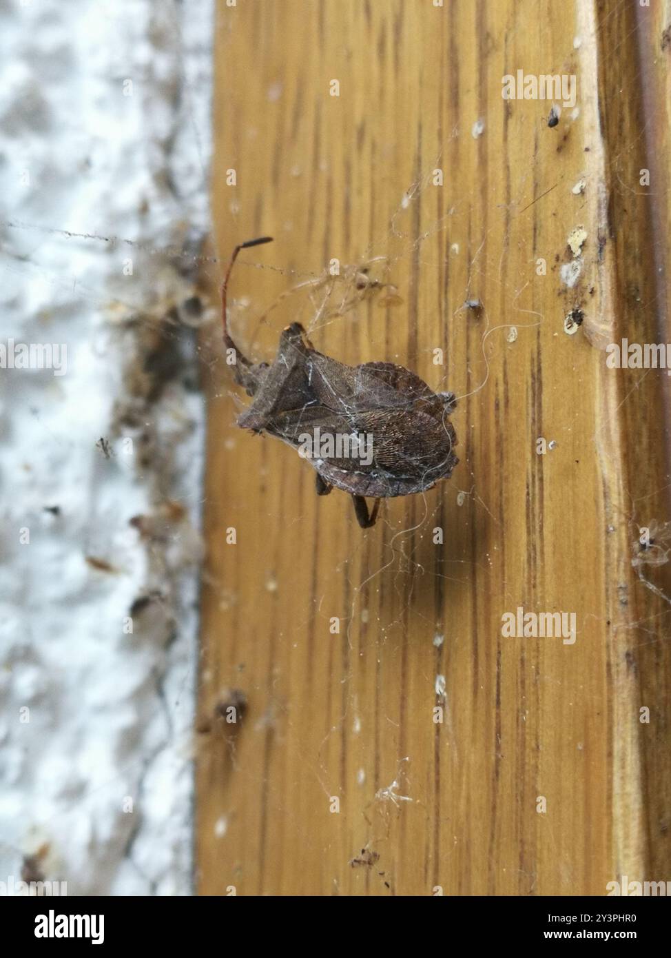 Dock Bug (Coreus marginatus) Insecta Stock Photo - Alamy