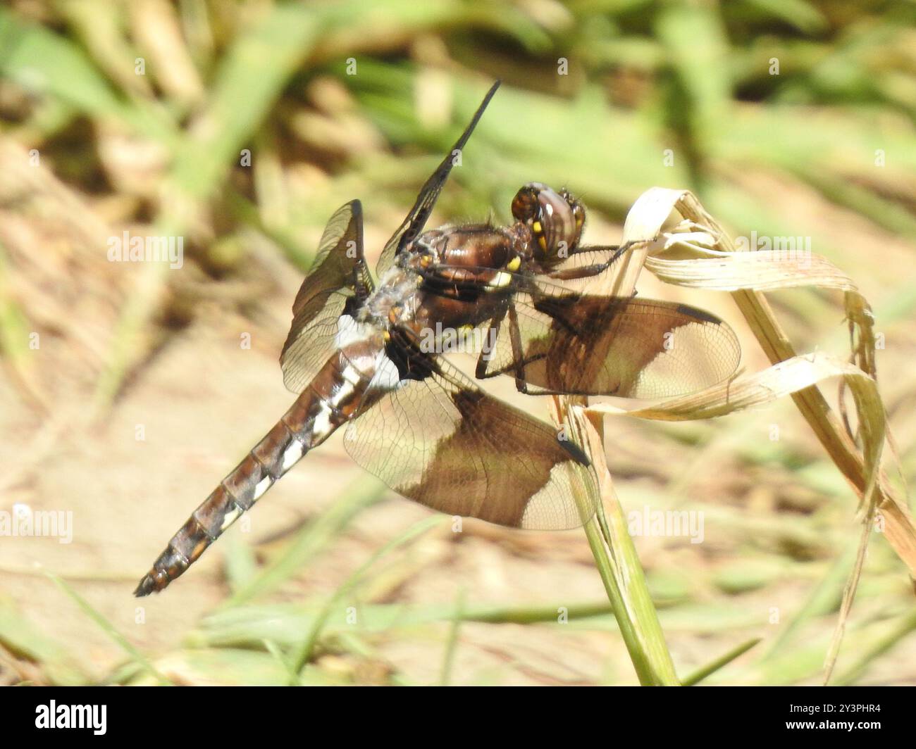 Common Whitetail (Plathemis lydia) Insecta Stock Photo - Alamy