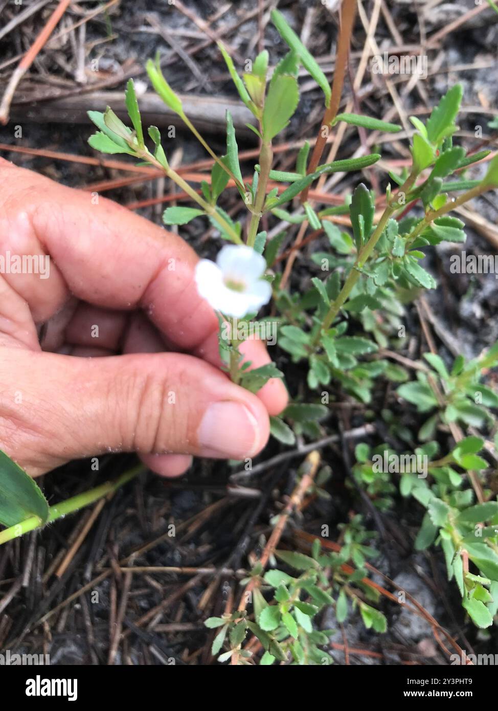 common axil-flower (Mecardonia acuminata) Plantae Stock Photo - Alamy