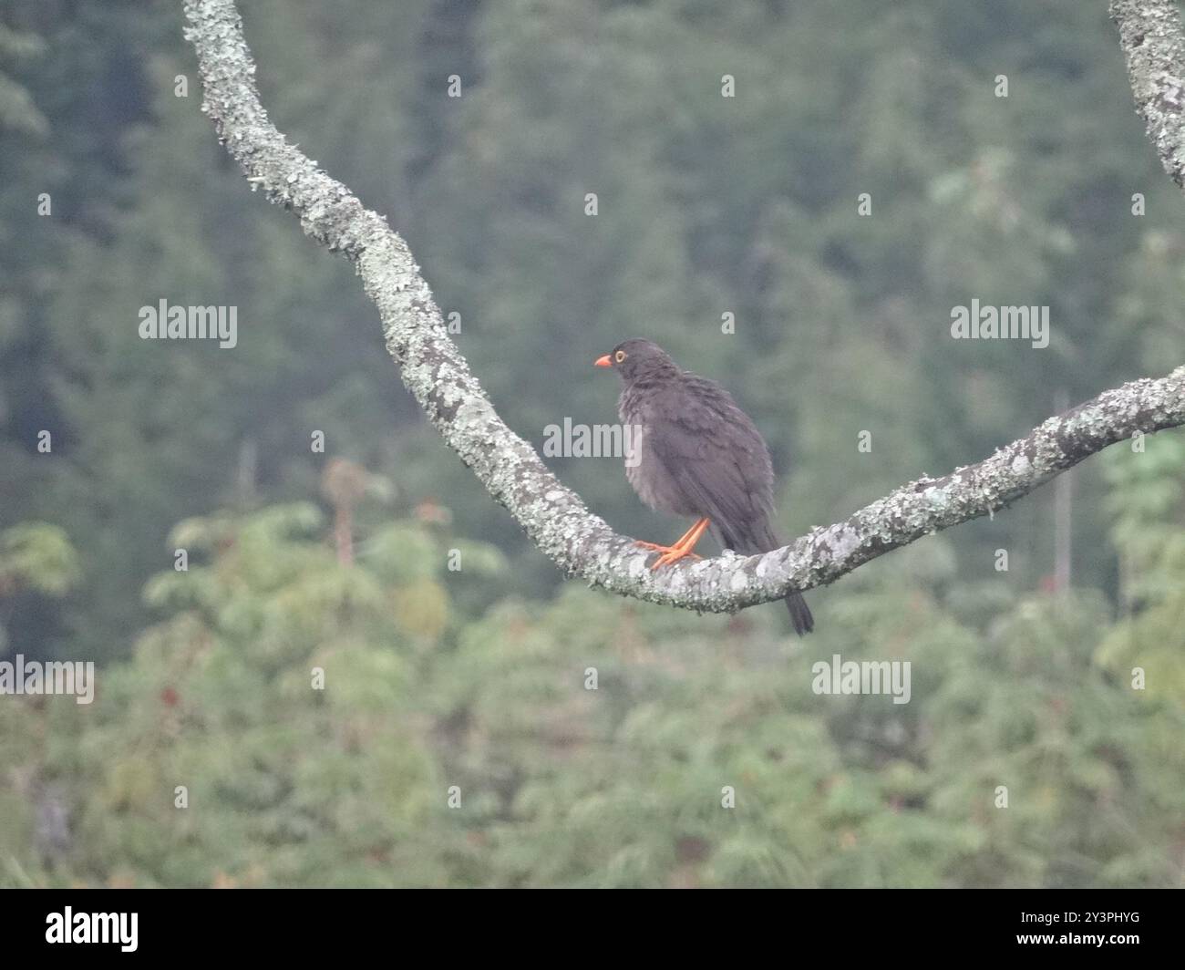 Great Thrush (Turdus fuscater) Aves Stock Photo - Alamy