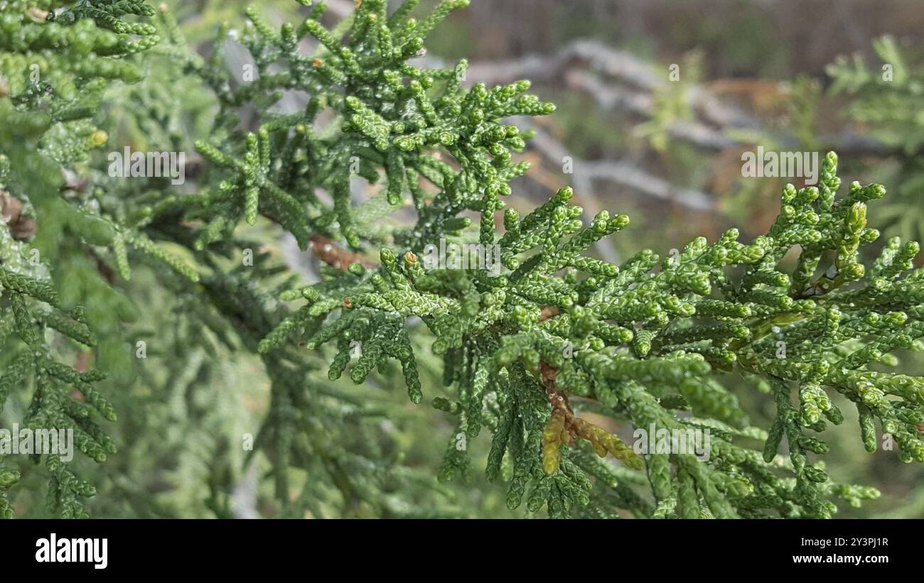 Sierra juniper (Juniperus grandis) Plantae Stock Photo - Alamy