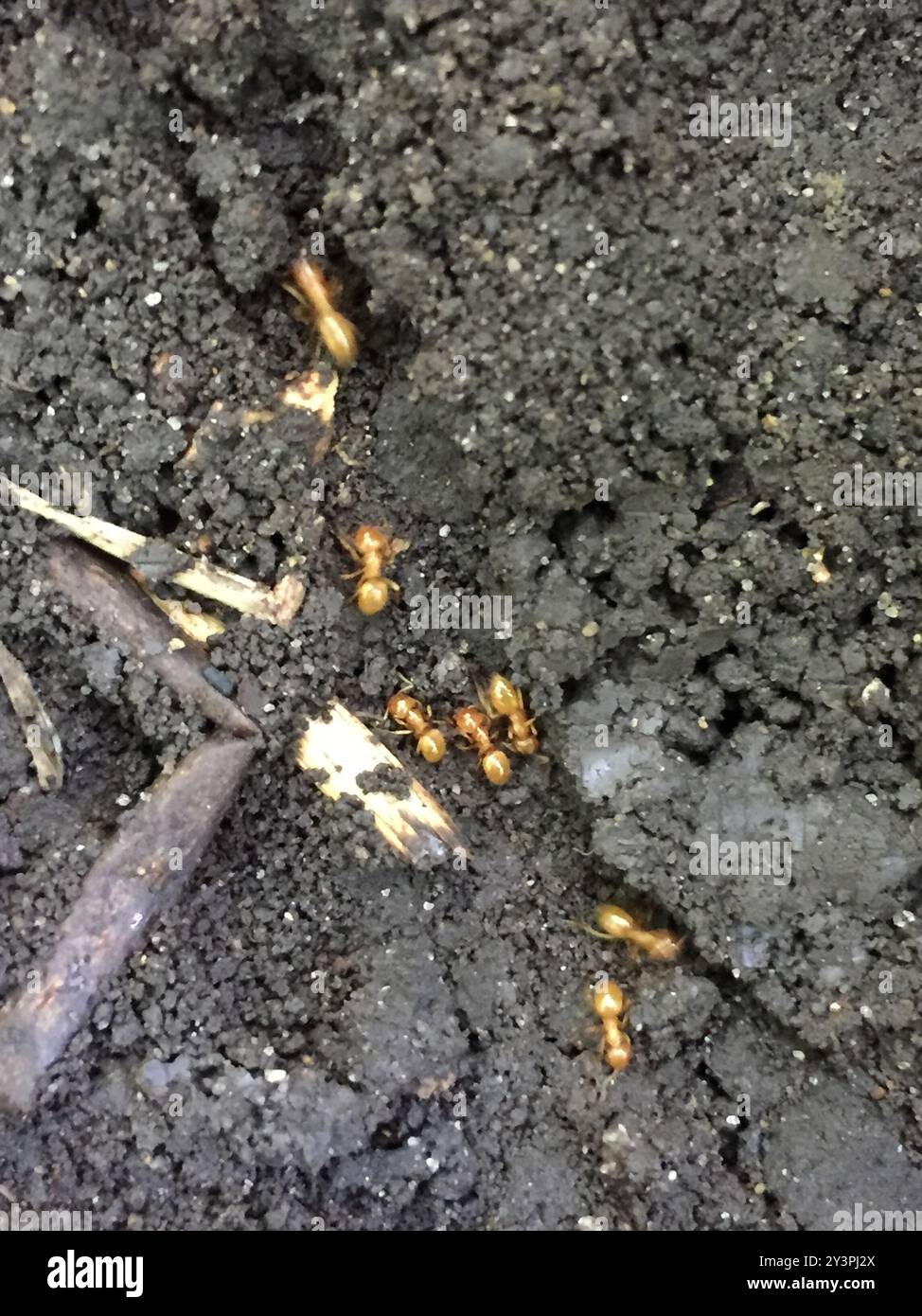 Citronella Ants, Fuzzy Ants, and Allies (Lasius) Insecta Stock Photo ...