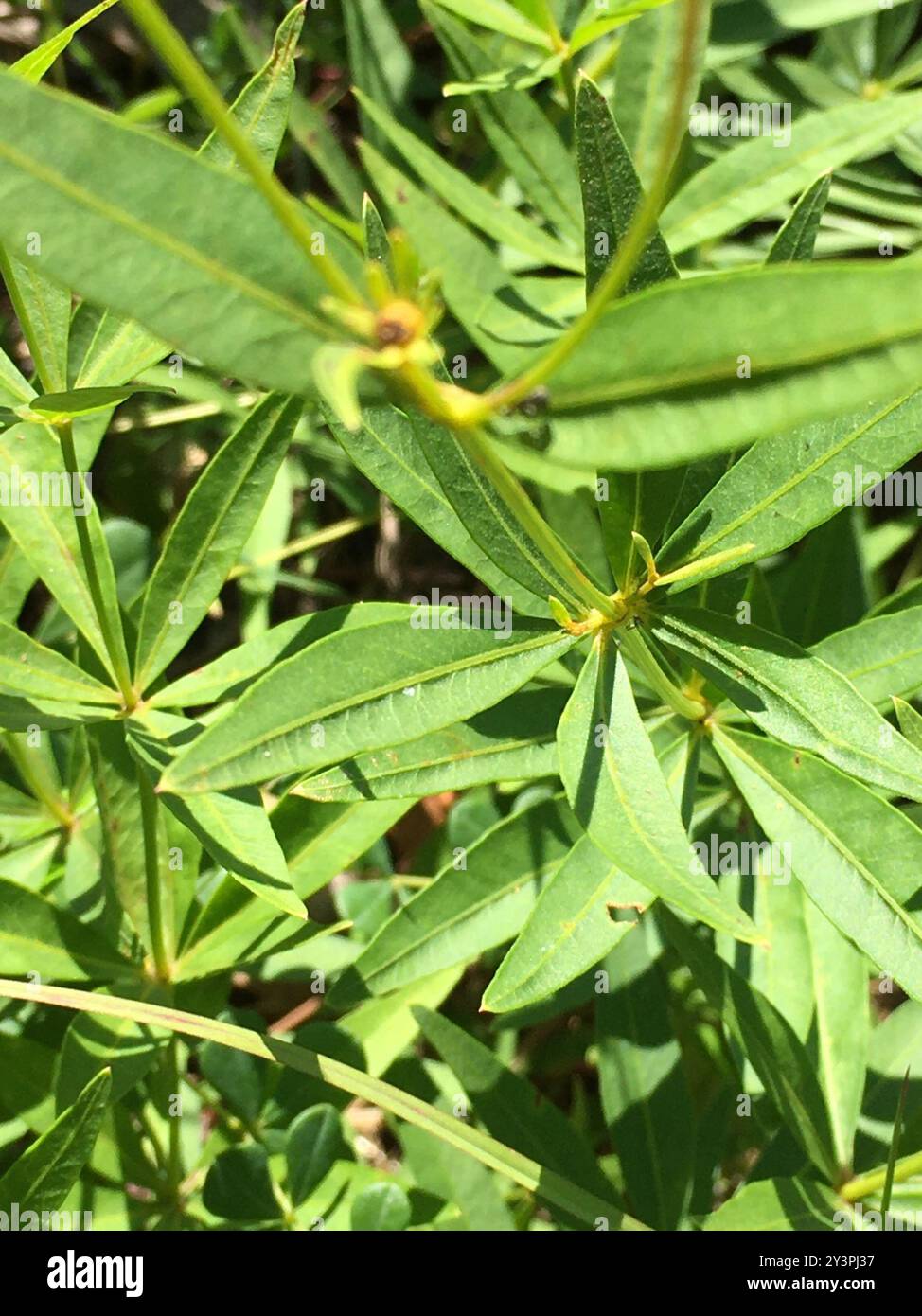 Greater Tickseed (Coreopsis major) Plantae Stock Photo - Alamy