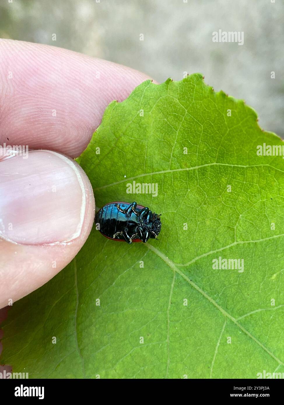 Poplar Leaf Beetle (Chrysomela populi) Insecta Stock Photo - Alamy