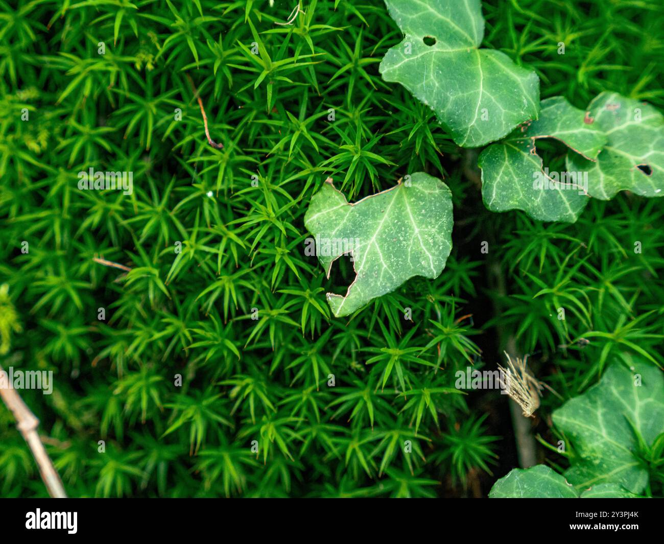 A Leaves of a common ivy plant with a eaten leaf and dense greenery ...