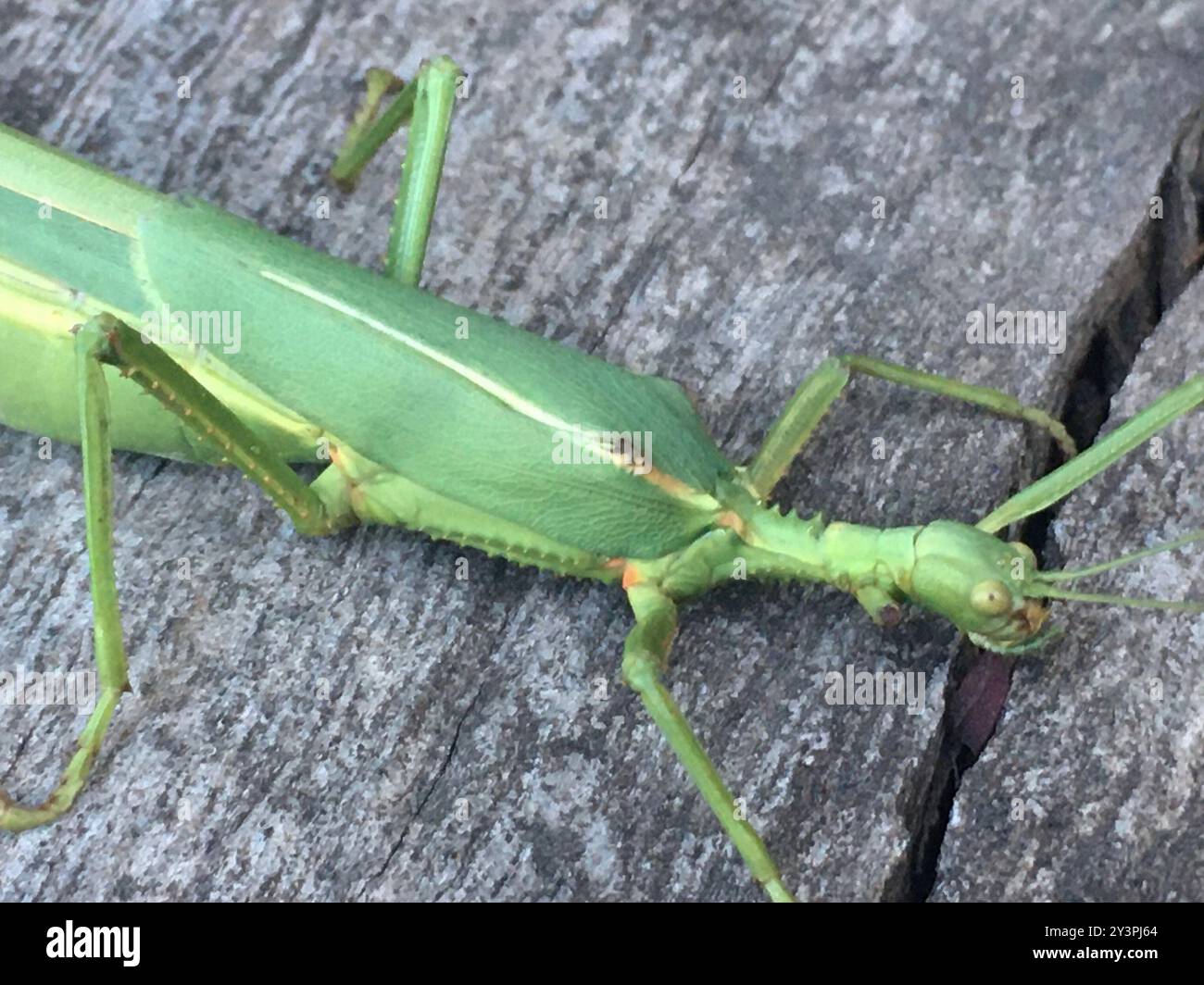 Red-winged Stick Insect (Podacanthus viridiroseus) Insecta Stock Photo ...