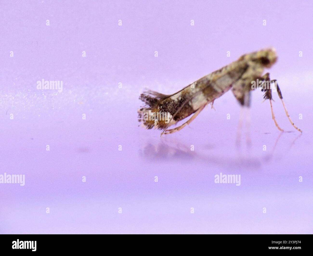 Lilac Leafminer Moth (Gracillaria syringella) Insecta Stock Photo - Alamy
