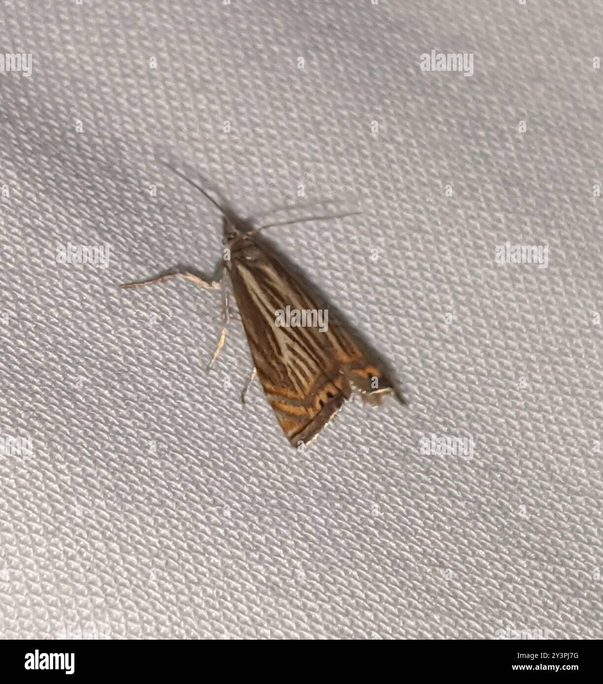 Topiary Grass-veneer (Chrysoteuchia topiarius) Insecta Stock Photo - Alamy