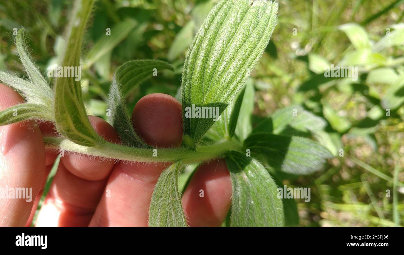 western false gromwell (Lithospermum occidentale) Plantae Stock Photo ...