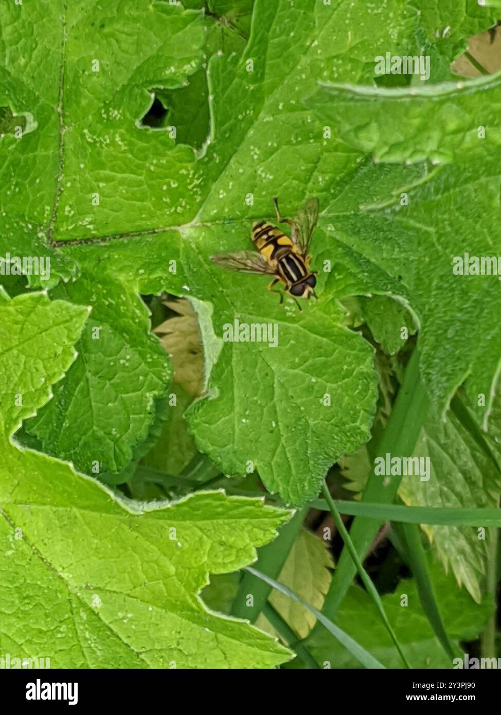 Sun Fly (Helophilus pendulus) Insecta Stock Photo - Alamy