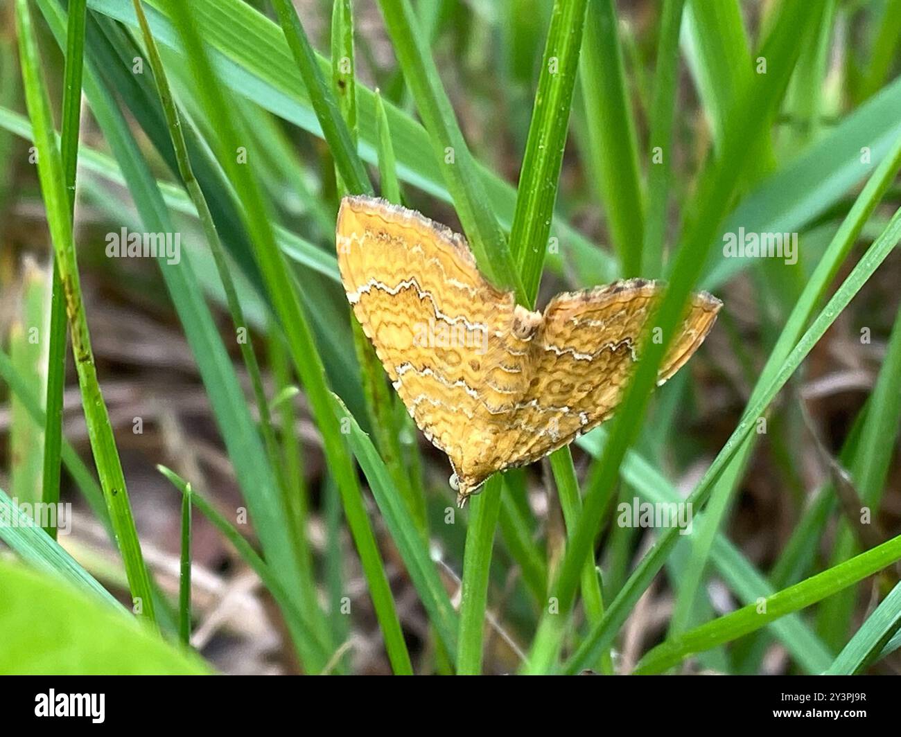 Yellow Shell Moth (Camptogramma bilineata) Insecta Stock Photo - Alamy