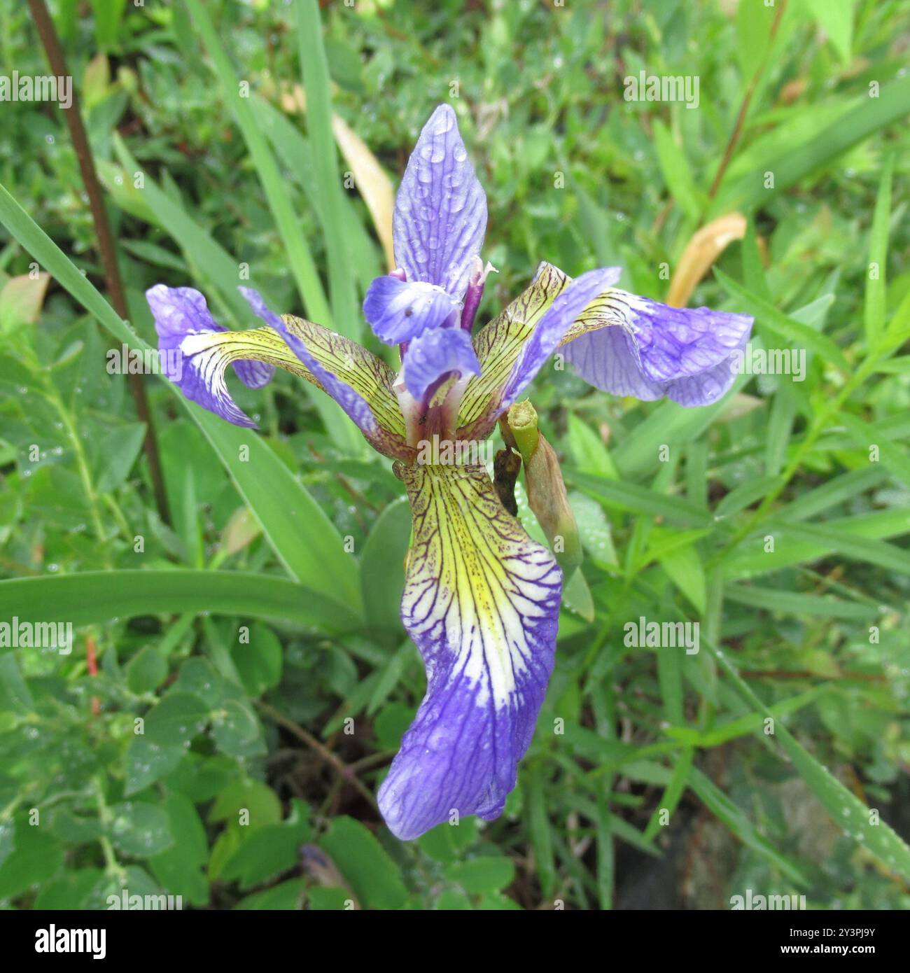 northern blue flag (Iris versicolor) Plantae Stock Photo - Alamy