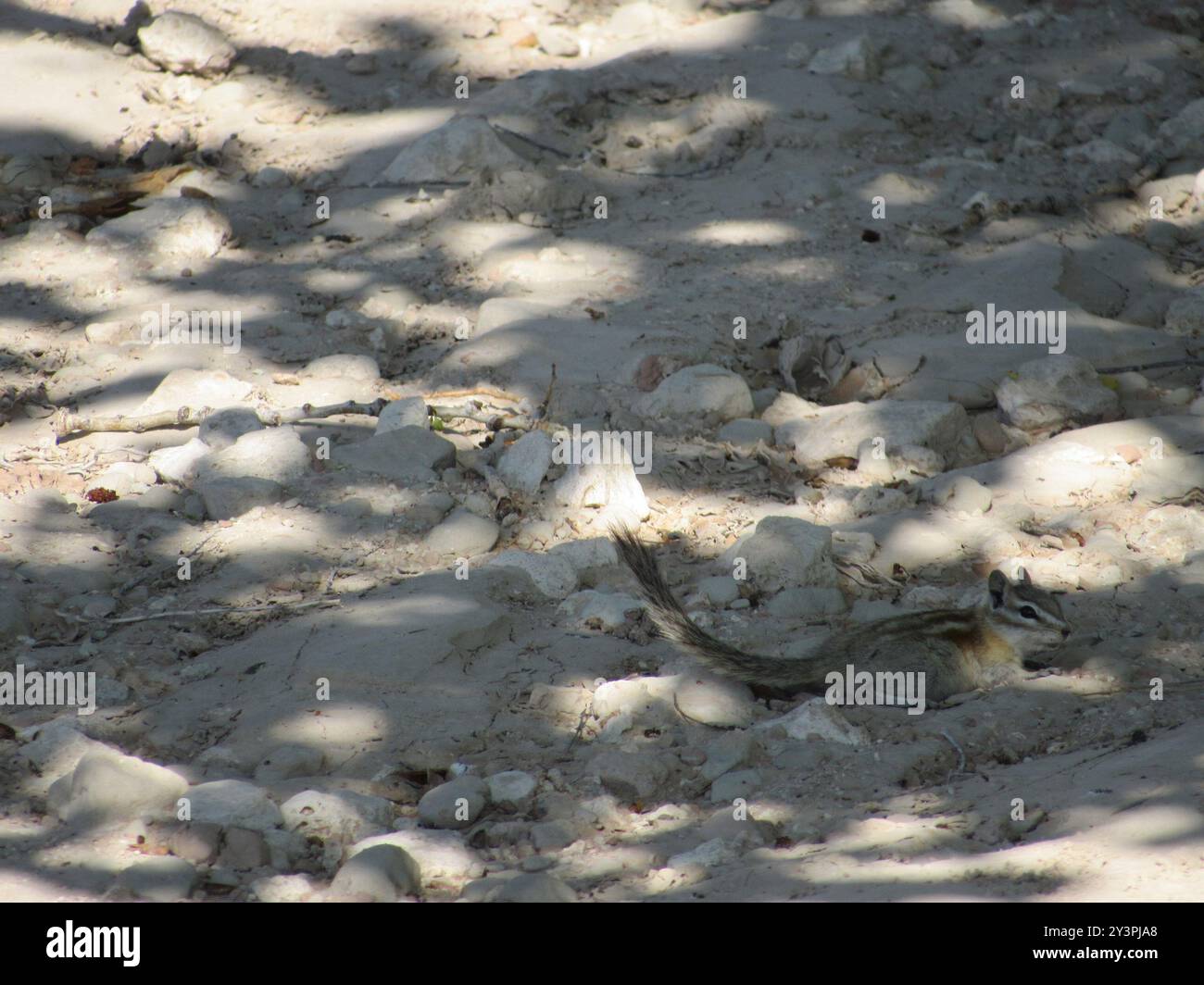 Least Chipmunk (Neotamias minimus) Mammalia Stock Photo - Alamy