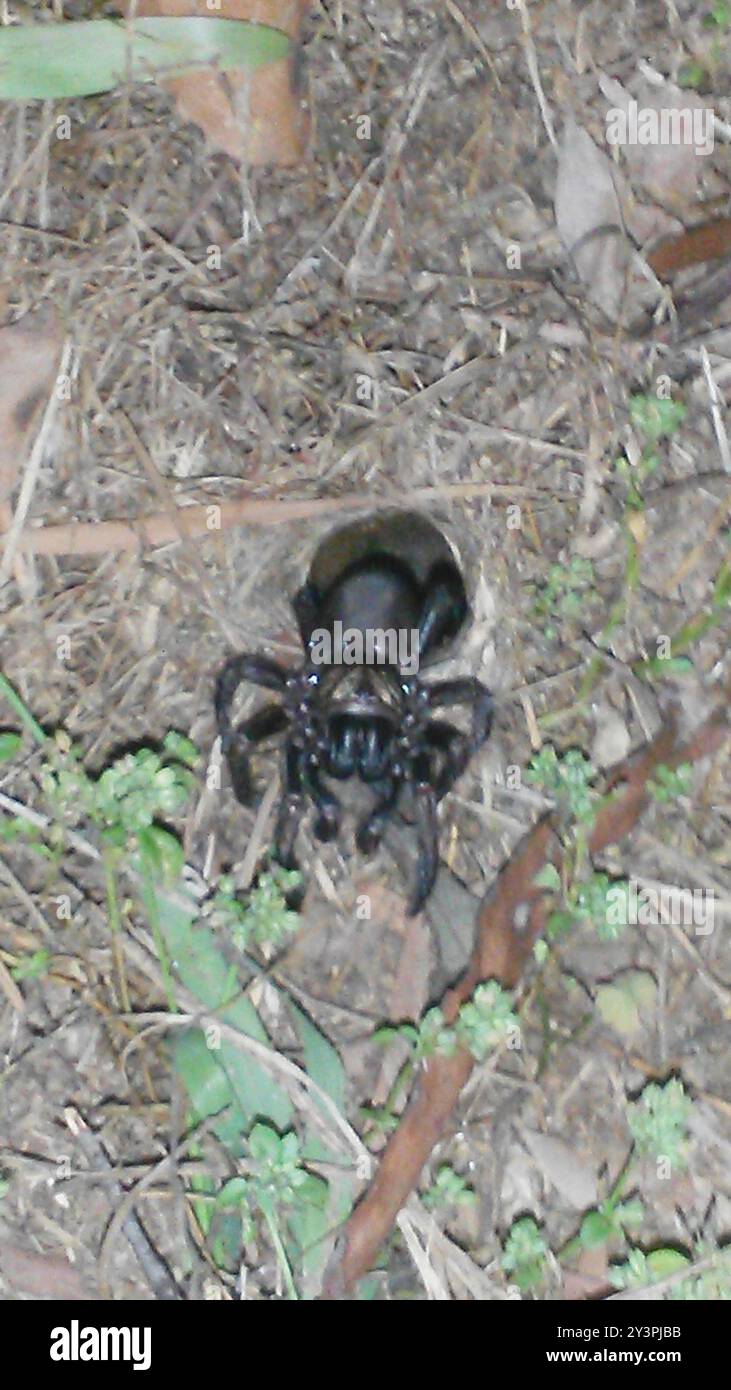Brown Trapdoor Spiders (Arbanitis) Arachnida Stock Photo - Alamy